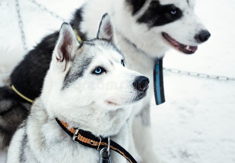 Sled dogs stock photo. Image of executes, dogs, animals - 82865072