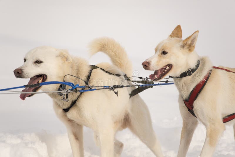 Sled dogs stock image. Image of harness, season, nature - 37924579