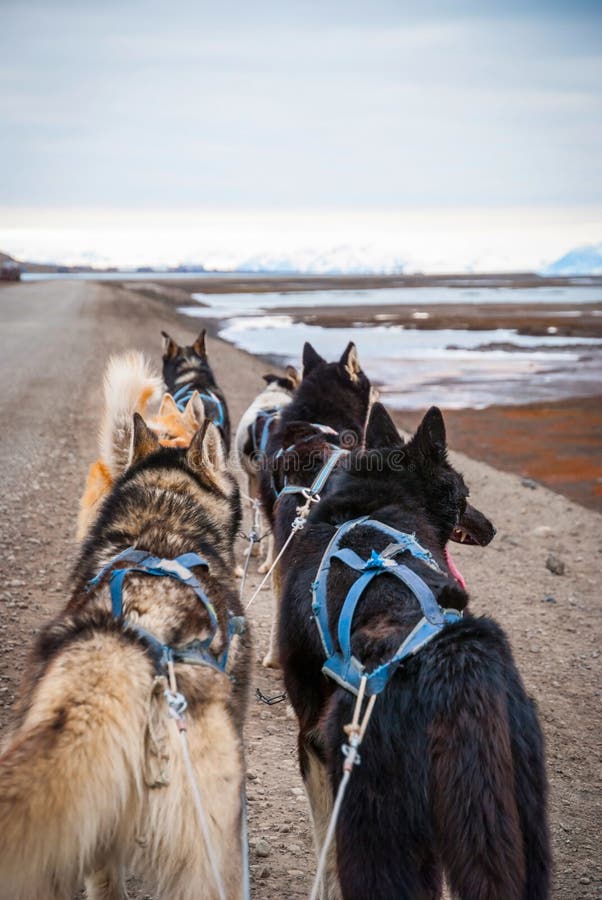 Sled Dogs Waiting To Pull the Sled Stock Photo - Image of outdoors ...