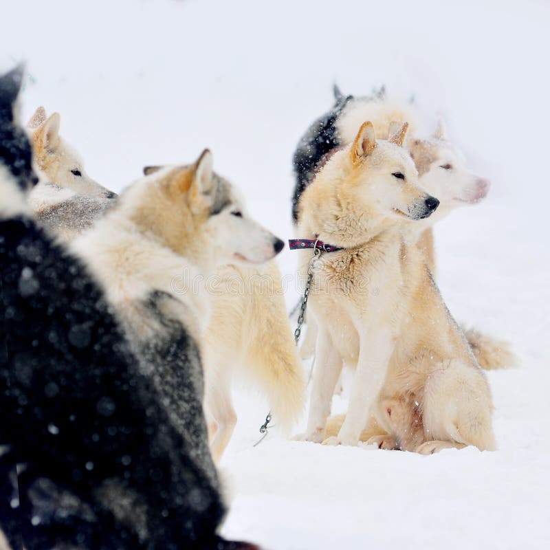 Sled dogs in winter stock image. Image of scot, breed - 39667999