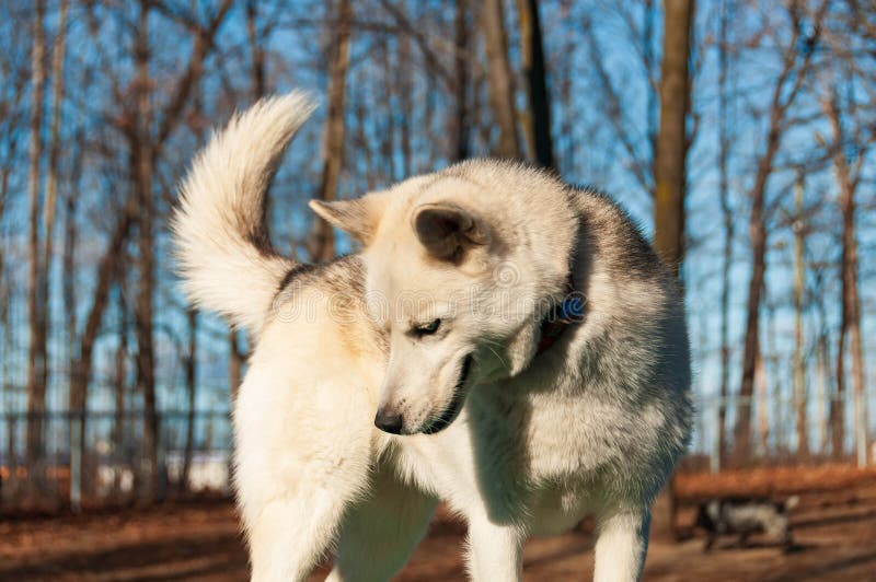 Sled Husky Dog Close View, Quebec Country Stock Photo - Image of sledge ...