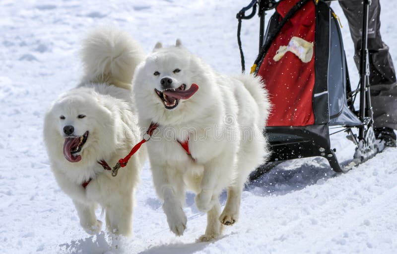 Grey samoyed stock image. Image of look, adorable, grooming - 7295693