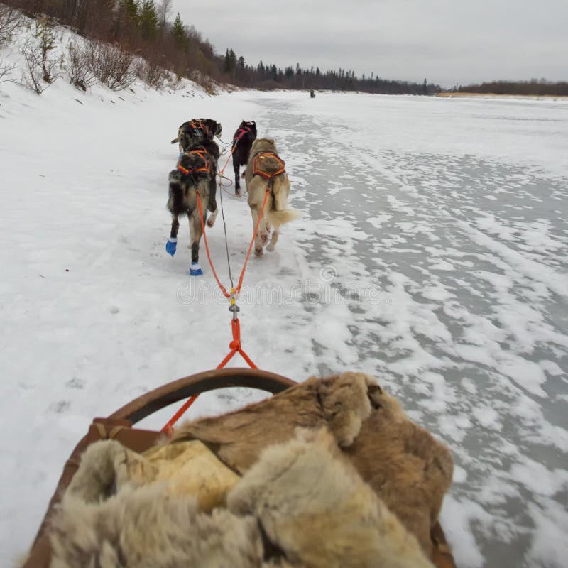 Sledding with Sled Dog in Lapland in Winter Time Stock Image - Image of ...