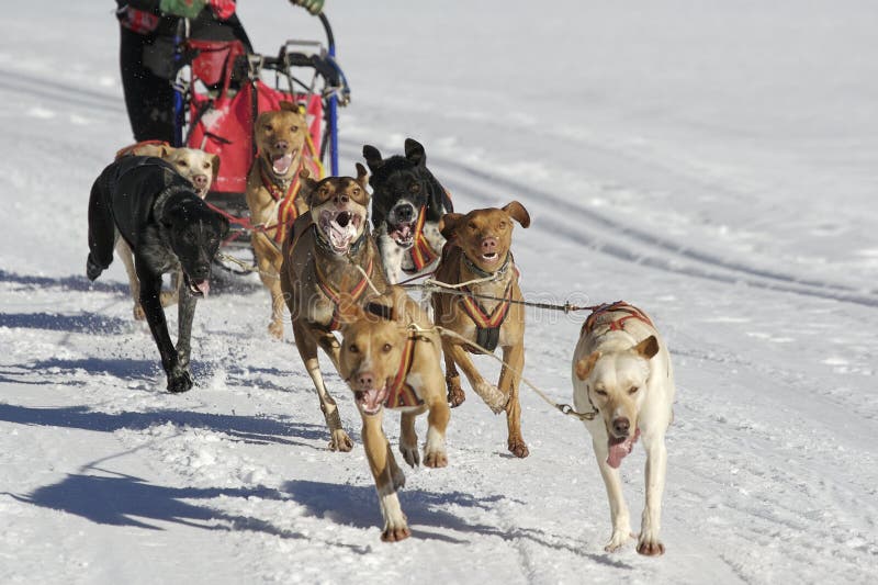 Dog team pulling sled stock photo. Image of canine, active - 18295494