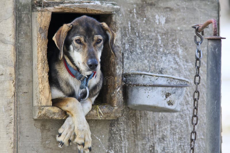 Sledge dog in Alaska stock image. Image of arctic, sport - 11840731