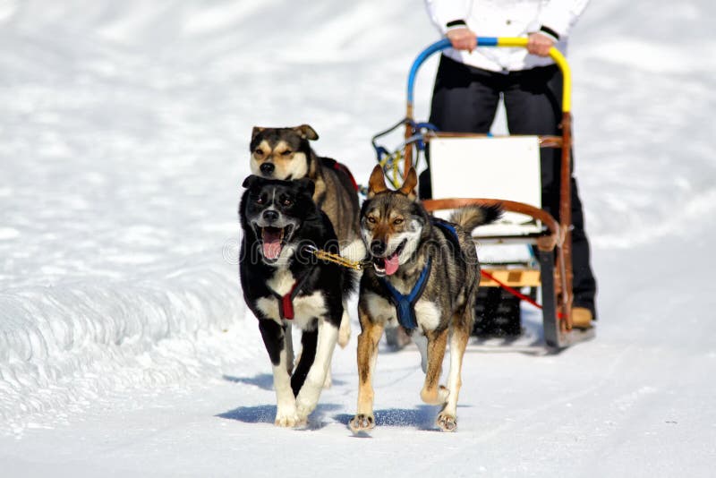 Sledge Dogs, Ilulissat, Greenland Stock Photo - Image of berg, change ...
