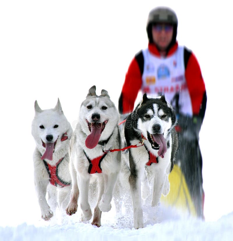 Sledge Dogs in Speed Racing Editorial Stock Image - Image of carriage ...