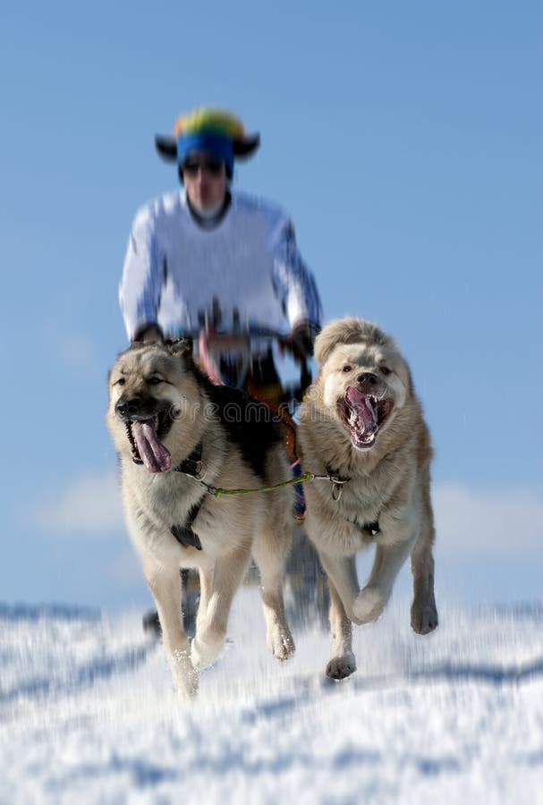 Sledge Dogs in Speed Racing Editorial Stock Photo - Image of canine ...