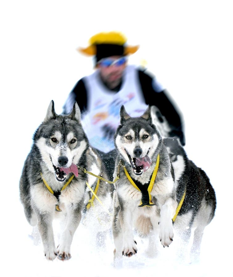 Sledge Dogs in Speed Racing Editorial Photography - Image of meeting ...