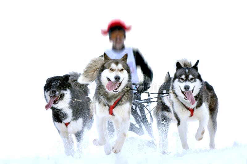 Sledge Dogs in Speed Racing Editorial Stock Photo - Image of cute, face ...