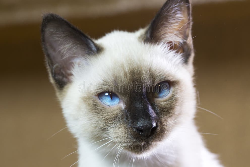 Sleek Haired Kitten of Siamese Type Mekong Bobtail Stock Image - Image ...