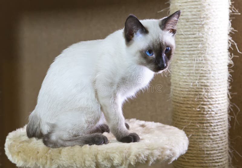 Sleek Haired Kitten of Siamese Type Mekong Bobtail Stock Photo - Image ...