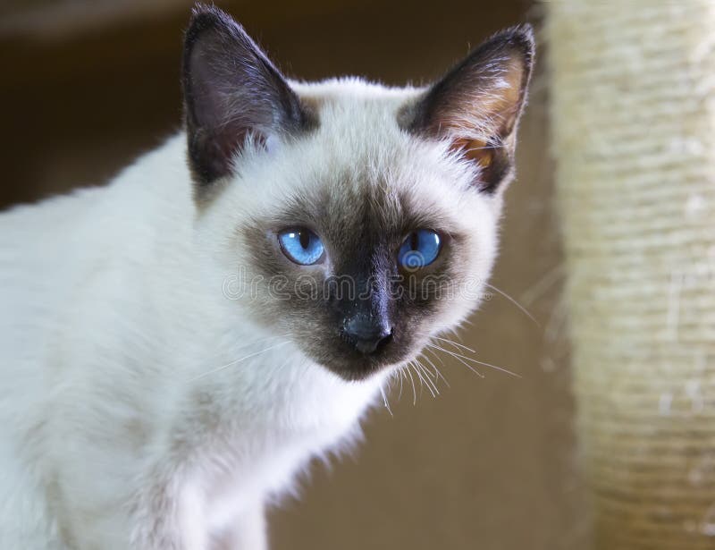 Kitten Siamese Type ,Mekong Bobtail Lies on a Cover Stock Image - Image ...