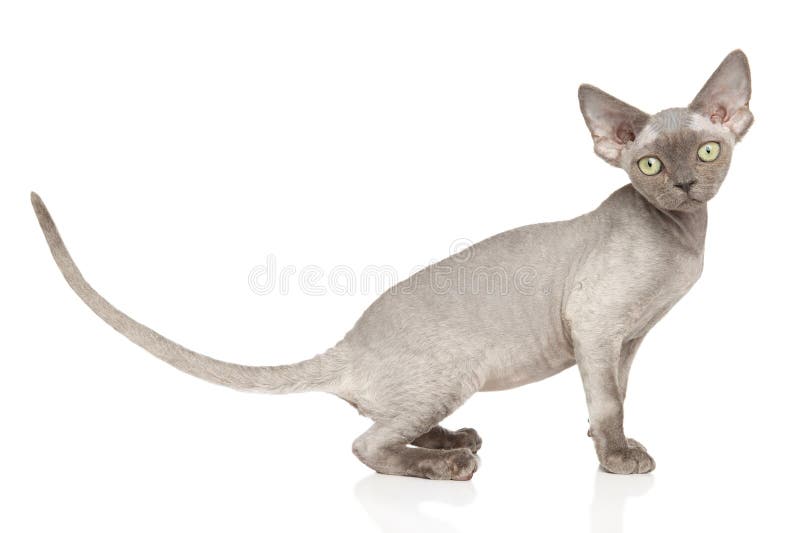 Hairless Sphynx Cat Sitting on Plain Surface Stock Photo - Image of ...