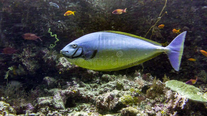 Sleek Unicornfish Naso Hexacanthus, Maldives. Stock Photo - Image of ...