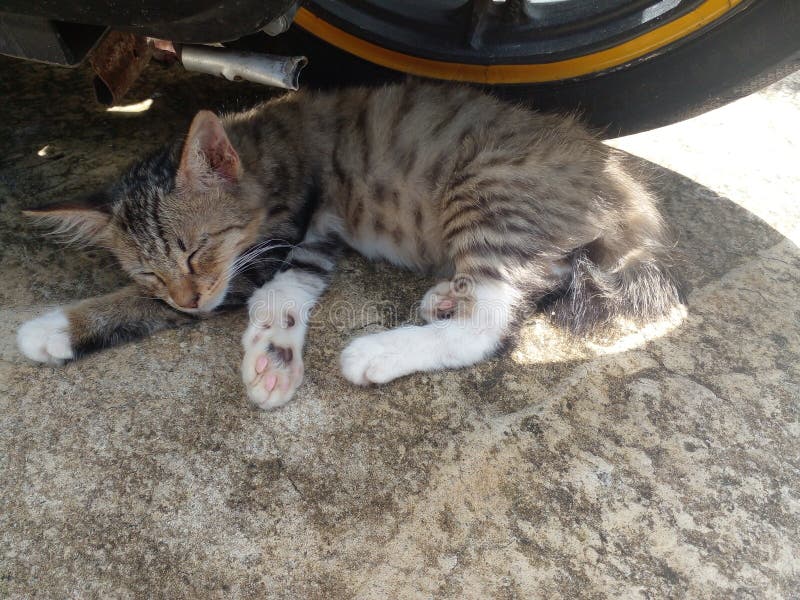 Sleep baby cat stock image. Image of slepp, good, sleep - 254456275