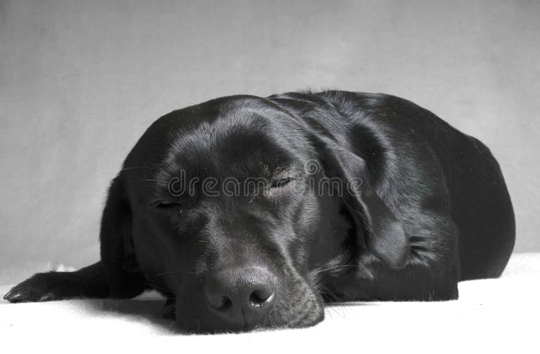 Labador Face Stock Photos - Free & Royalty-Free Stock Photos from ...