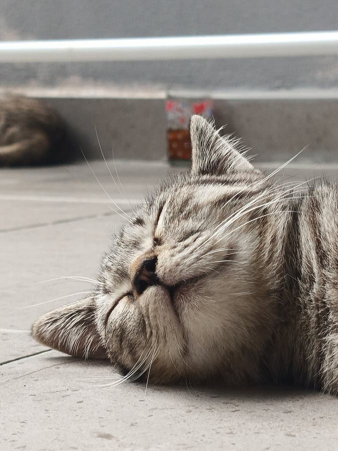 Sleep Cat with the Best Angel Viem Stock Photo - Image of viem, angel ...