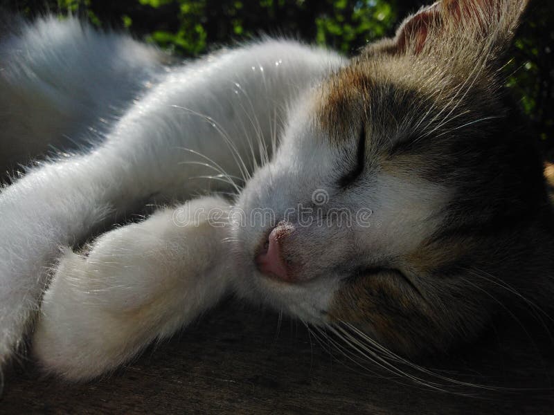 Sleep Cat Girl on the Bench.hello Kitty Stock Image - Image of kitty ...