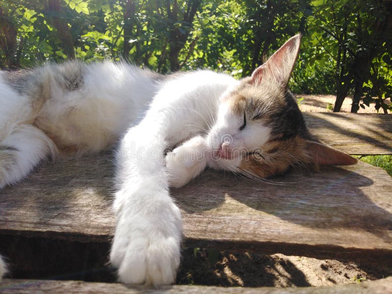 Sleep Cat Girl on the Bench.hello Kitty Stock Image - Image of ...