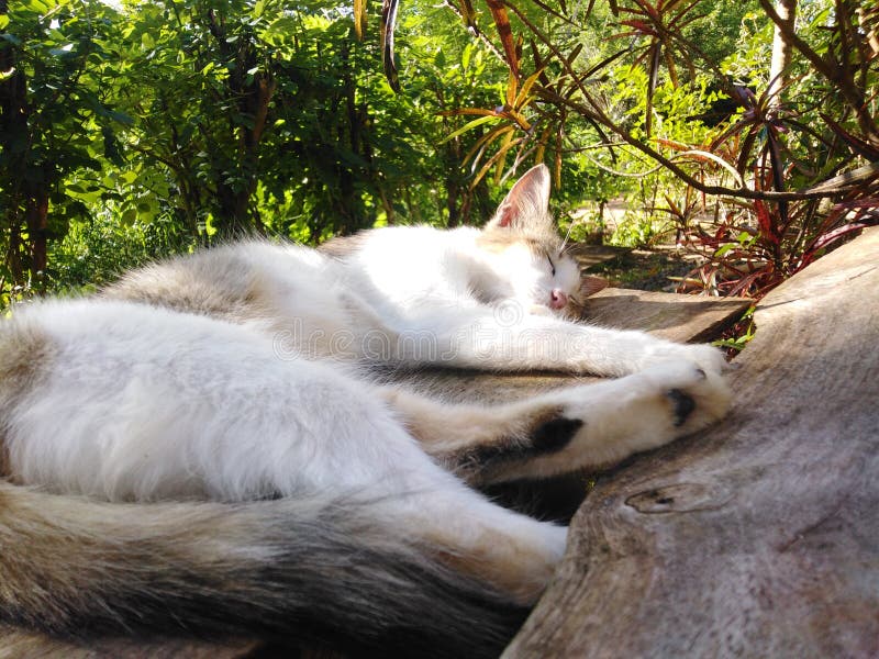 Sleep Cat Girl on the Bench.hello Kitty Stock Image - Image of jaya ...