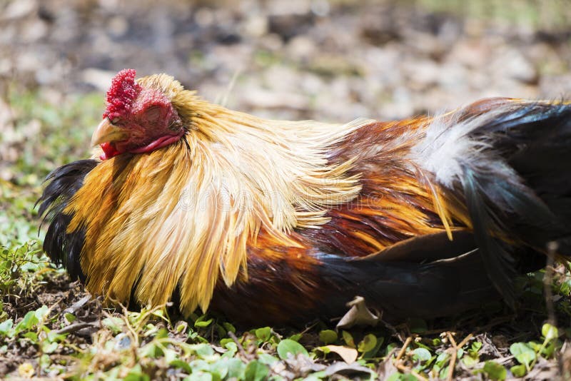 Sleep chicken stock image. Image of peck, nature, livestock - 34931349