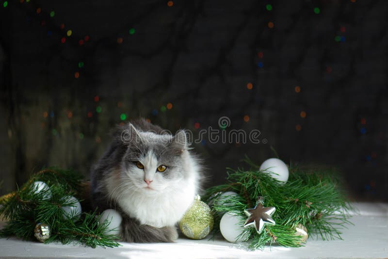 Sleep on Christmas Night. Cute Cat Sleep on Background of Christmas ...