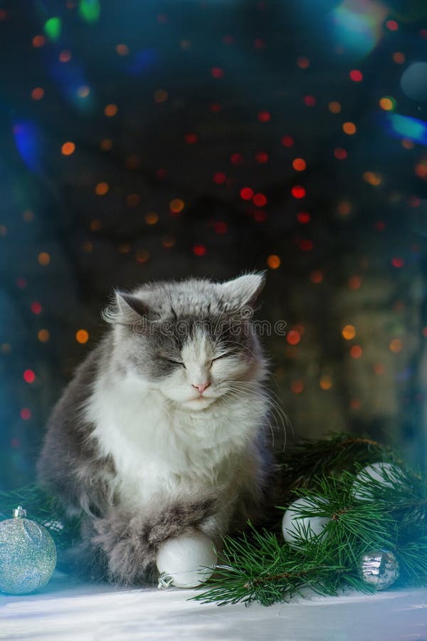 Sleep on Christmas Night. Cute Cat Sleep on Background of Christmas ...