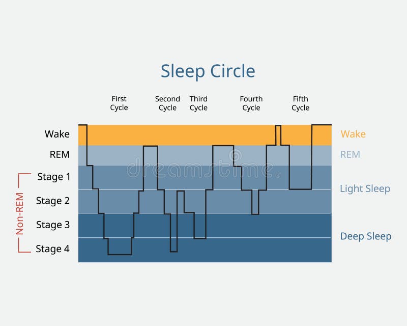 Sleep Circle with Sleep Stage To Analysis of Brain Activity during ... Sleep Circle with Sleep Stage To Analysis of Brain Activity during ...