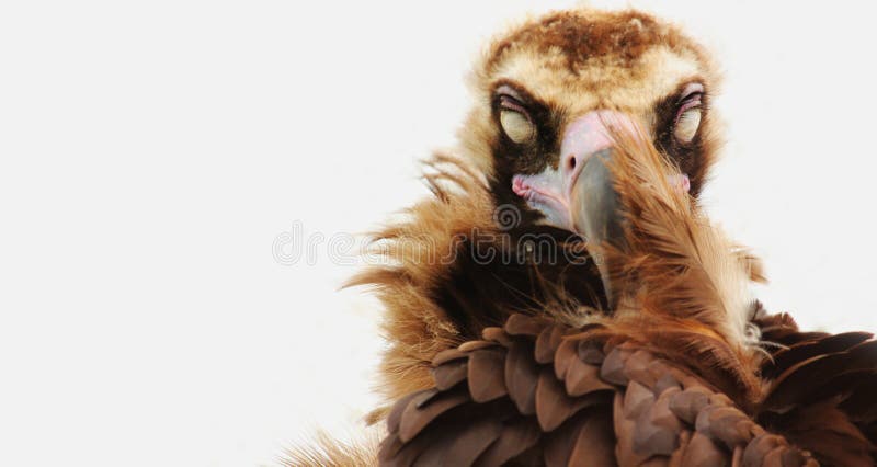 Sleep Condor Stock Photos - Free & Royalty-Free Stock Photos from ...