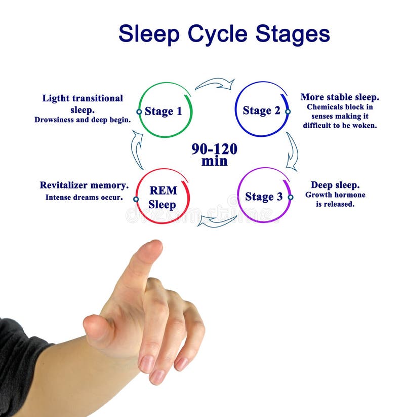 Sleep Cycle Stages stock photo. Image of researcher - 102727386