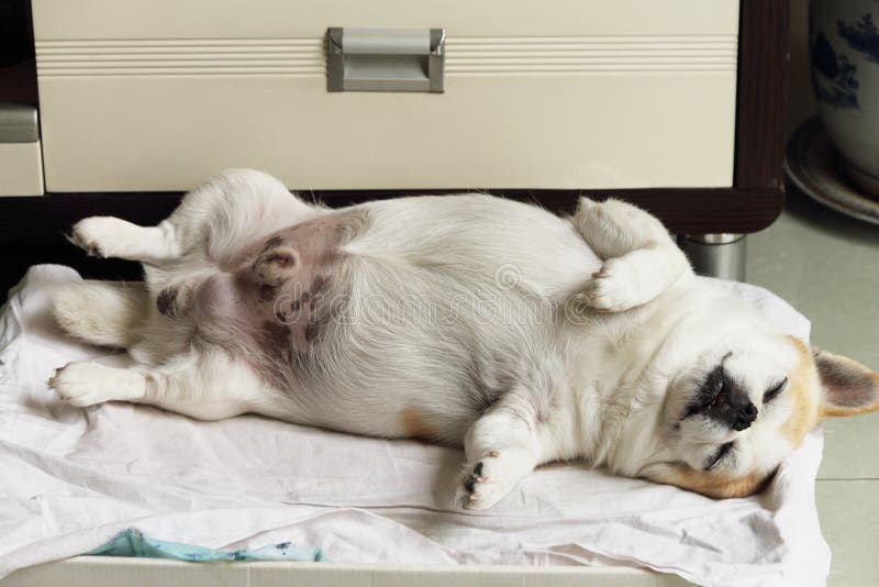 Supine Chihuahua Stock Photos - Free & Royalty-Free Stock Photos from ...