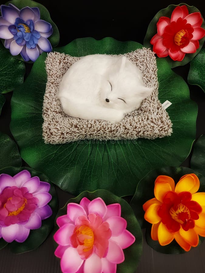 Sleep fox and lotus. editorial image. Image of pink - 234007565