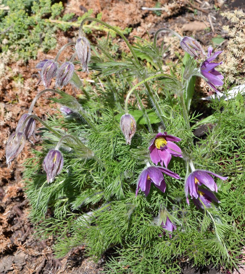 Sleep-grass or Pulsatilla Patens Stock Image - Image of park, botany ...