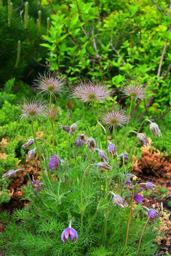 Sleep-grass or Pulsatilla Patens Stock Photo - Image of blue, petals ...
