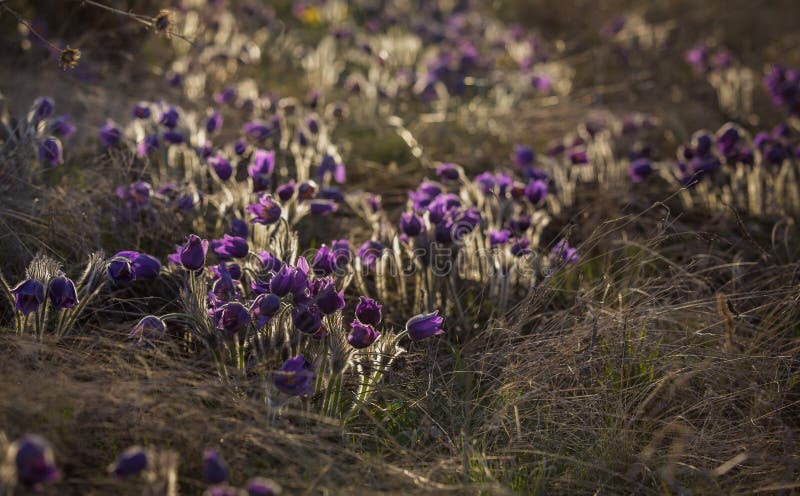 Sleep Grass, Snowdrop, in the Spring in the Steppe Stock Image - Image ...
