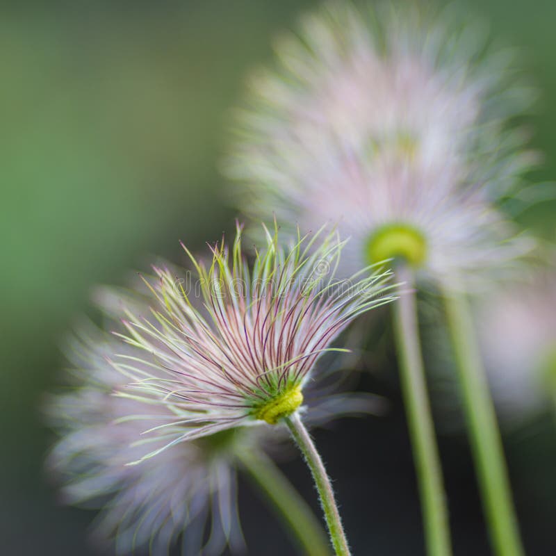 Pasqueflower or Sleep-grass Pulsatilla Patens Growing on the Stock ...