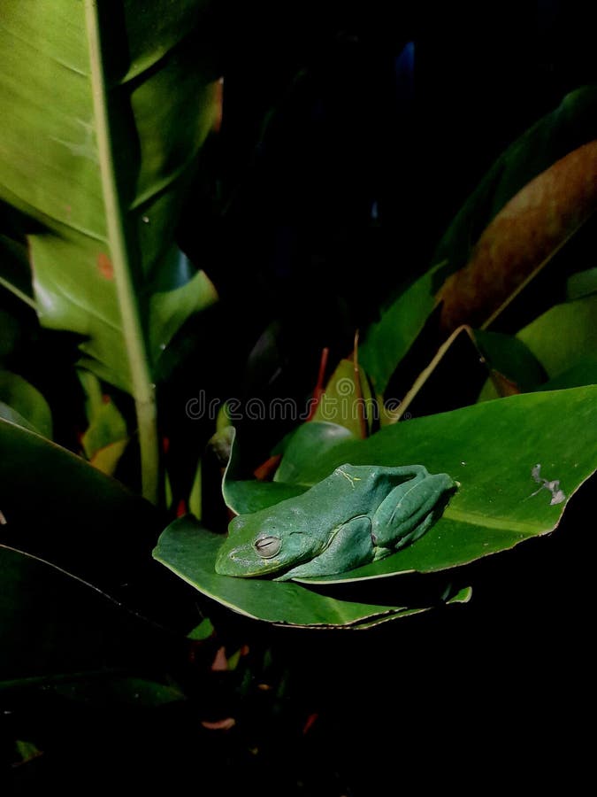 288 Frog Sleep Stock Photos - Free & Royalty-Free Stock Photos from ...