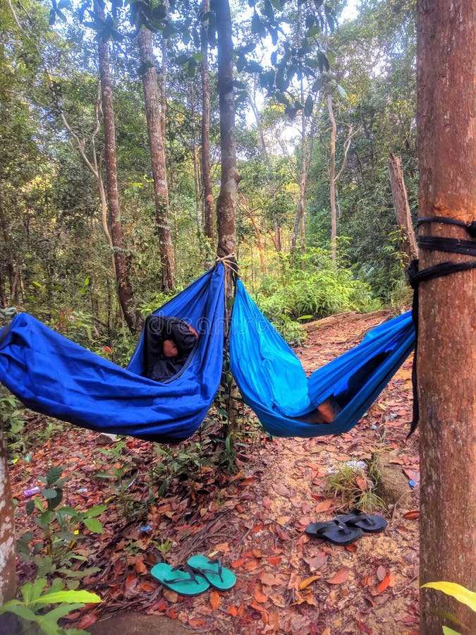 Sleep a Hammock at Tree Forest Mountain Jantan Stock Photo - Image of ...