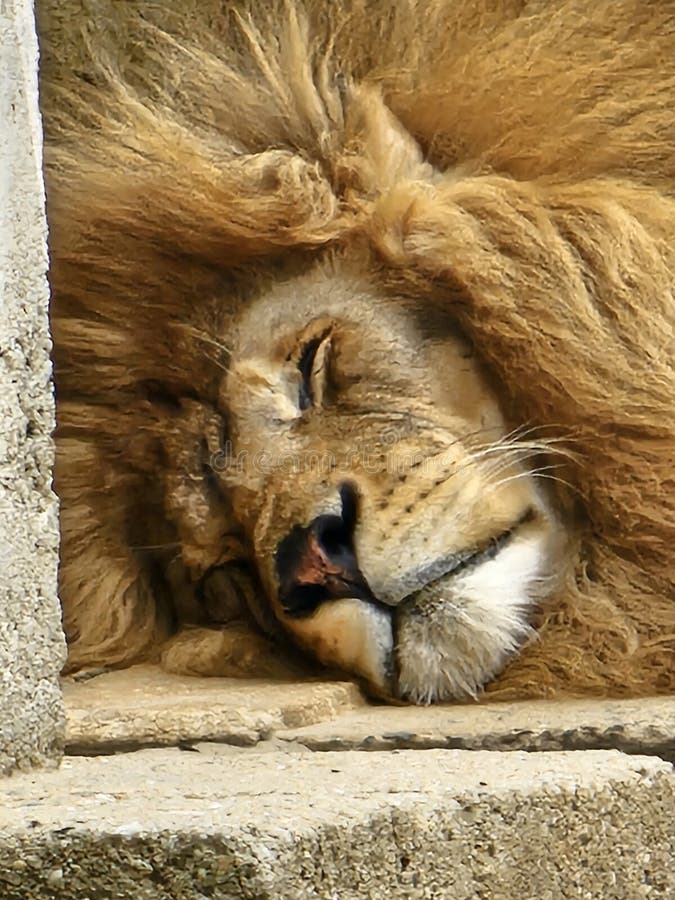 Sleep of king stock photo. Image of sleep, lion, animals - 381014810