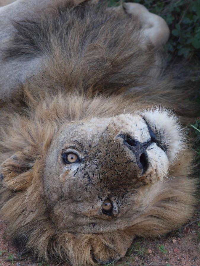 Sleep Lion Looking Up stock photo. Image of carnivore - 356034932