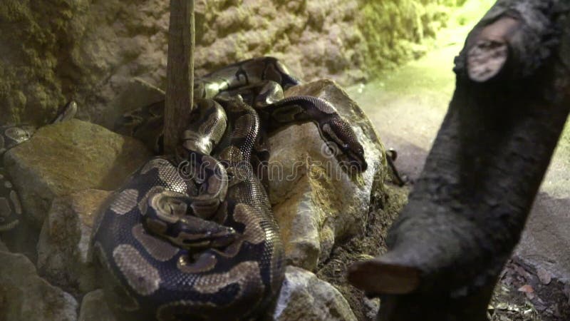 Snakes Stock Footage & Videos - 2,182 Stock Videos