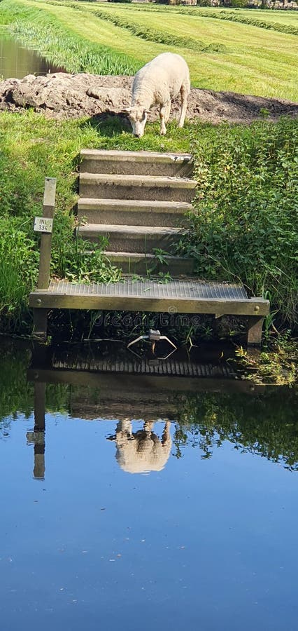 Sleep at stairs stock photo. Image of woodland, water - 219863946