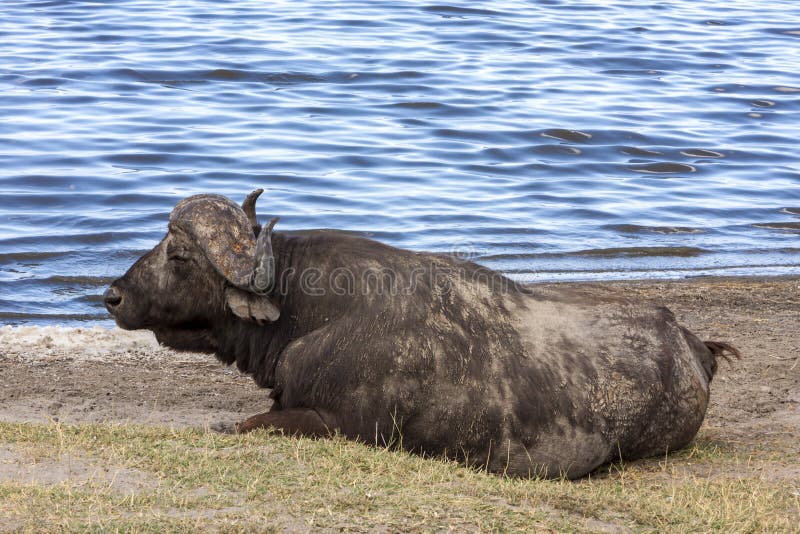 African Cape Buffalo stock photo. Image of danger, mammal - 101961994