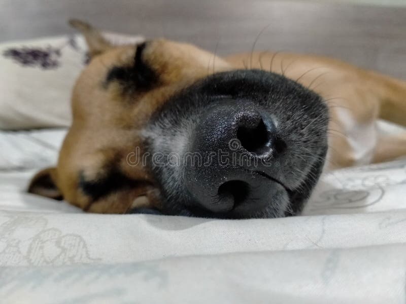 Sleep time dog big boy stock photo. Image of timmy, time - 261782226