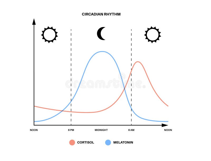 Sleep Wake Cycle Stock Vector Illustration Of Wake 251135152