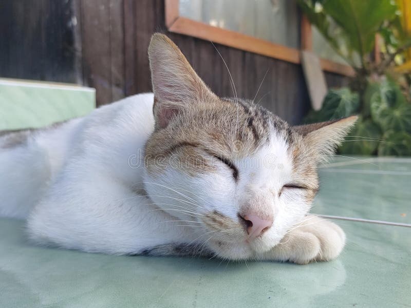 Sleep white black cat home stock photo. Image of sleep - 275701910