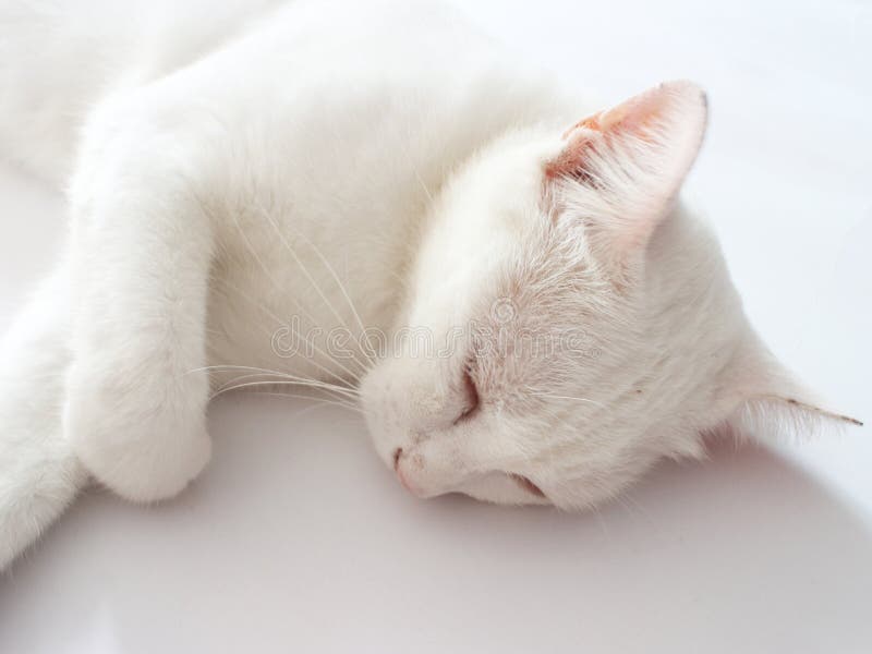 Sleep white cat stock photo. Image of rest, kitten, comfort - 54747418