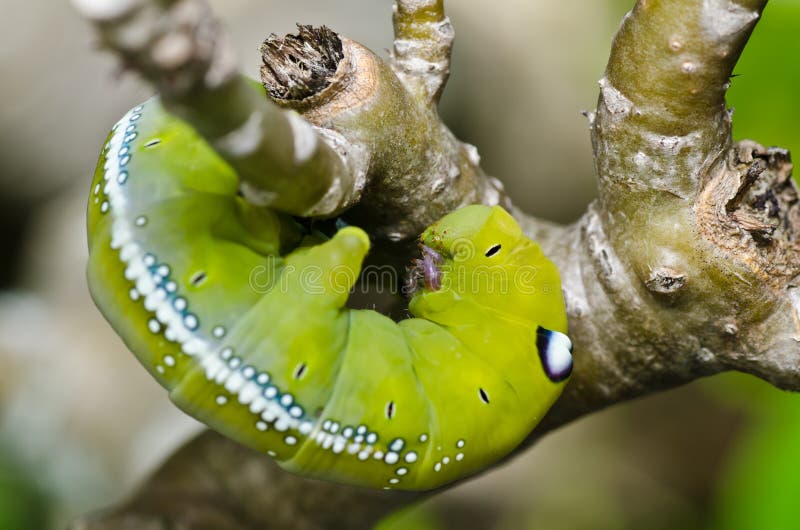 Sleep worm in green nature stock photo. Image of biology - 22356164