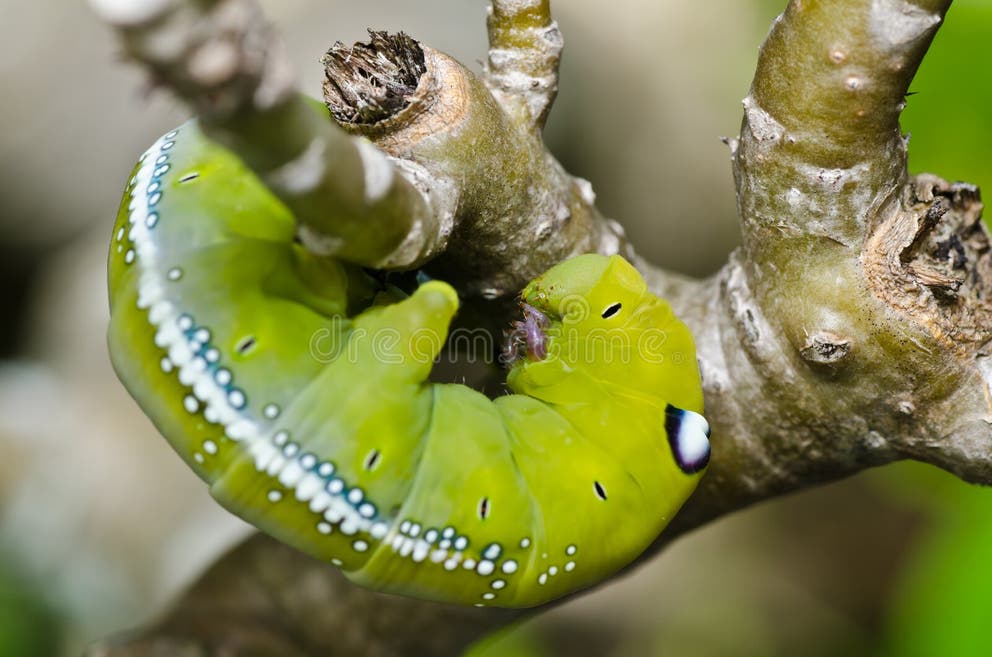 Sleep worm in green nature stock photo. Image of biology - 22356164